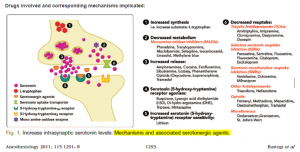 The characteristic manifestations of [the serotonin syndrome] include ...