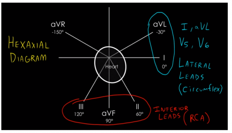 Now let’s look at our precordial leads, which are also known as the ...