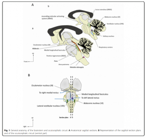 The brainstem can be categorized into three major parts: midbrain, pons ...