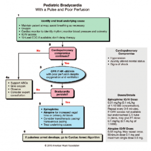 PALS Bradycardia Algorithm, 2010 American Heart Association 1: