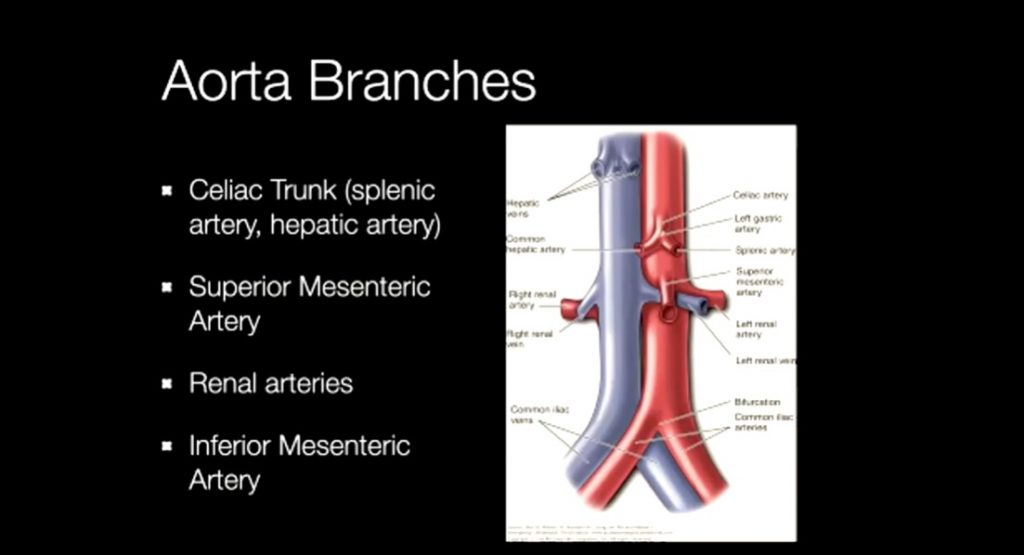 Long Axis of the Aorta