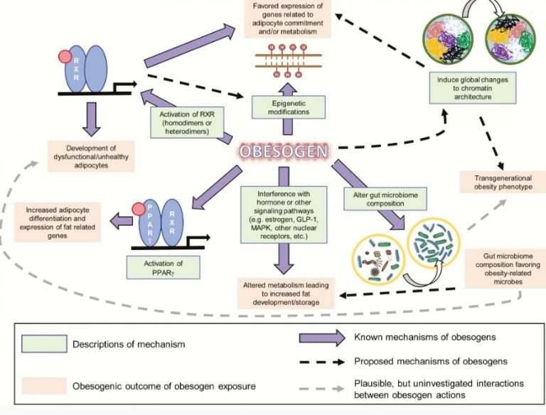 Classic Effects and Mechanisms of Obesogens