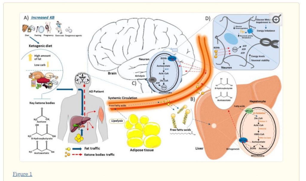 5. Ketogenic Diet and Ketone Body Biosynthesis