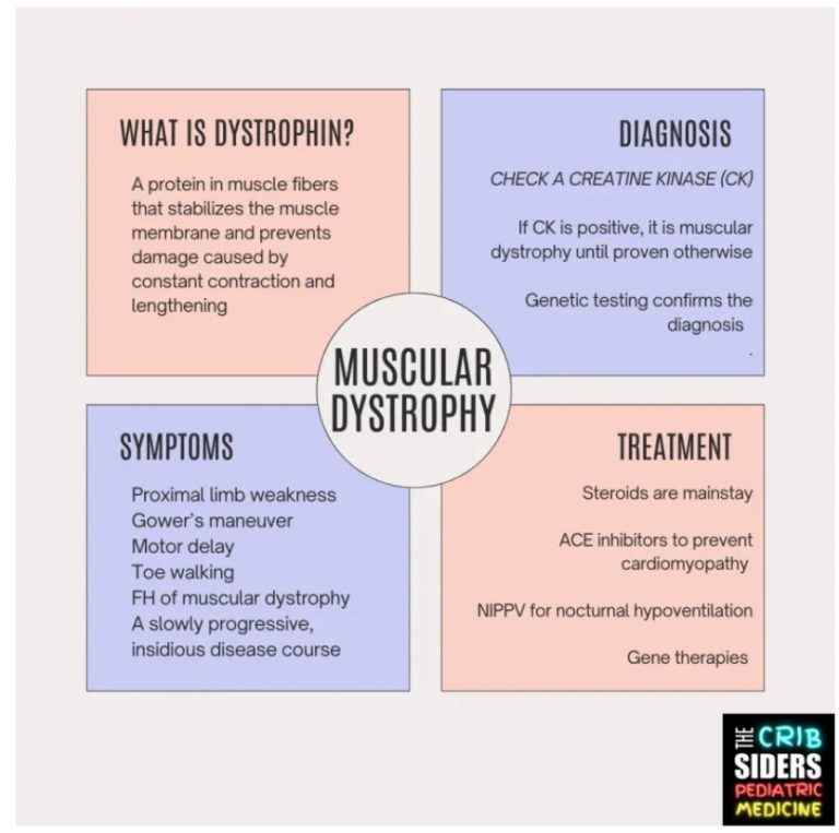 Muscular Dystrophy Notes